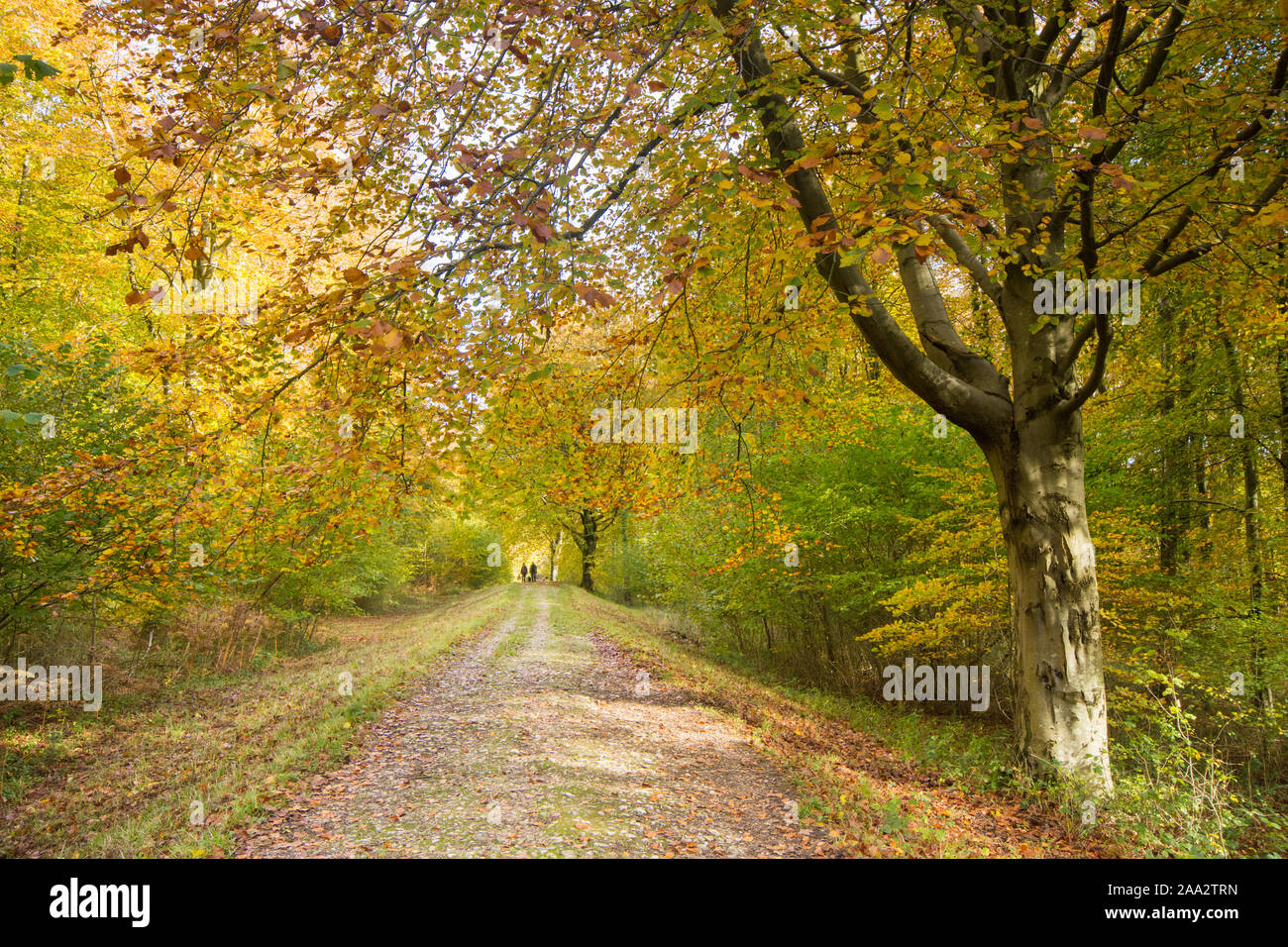 Stane Street, Roman Road, Eartham Wood, Common Beech trees in autumn ...