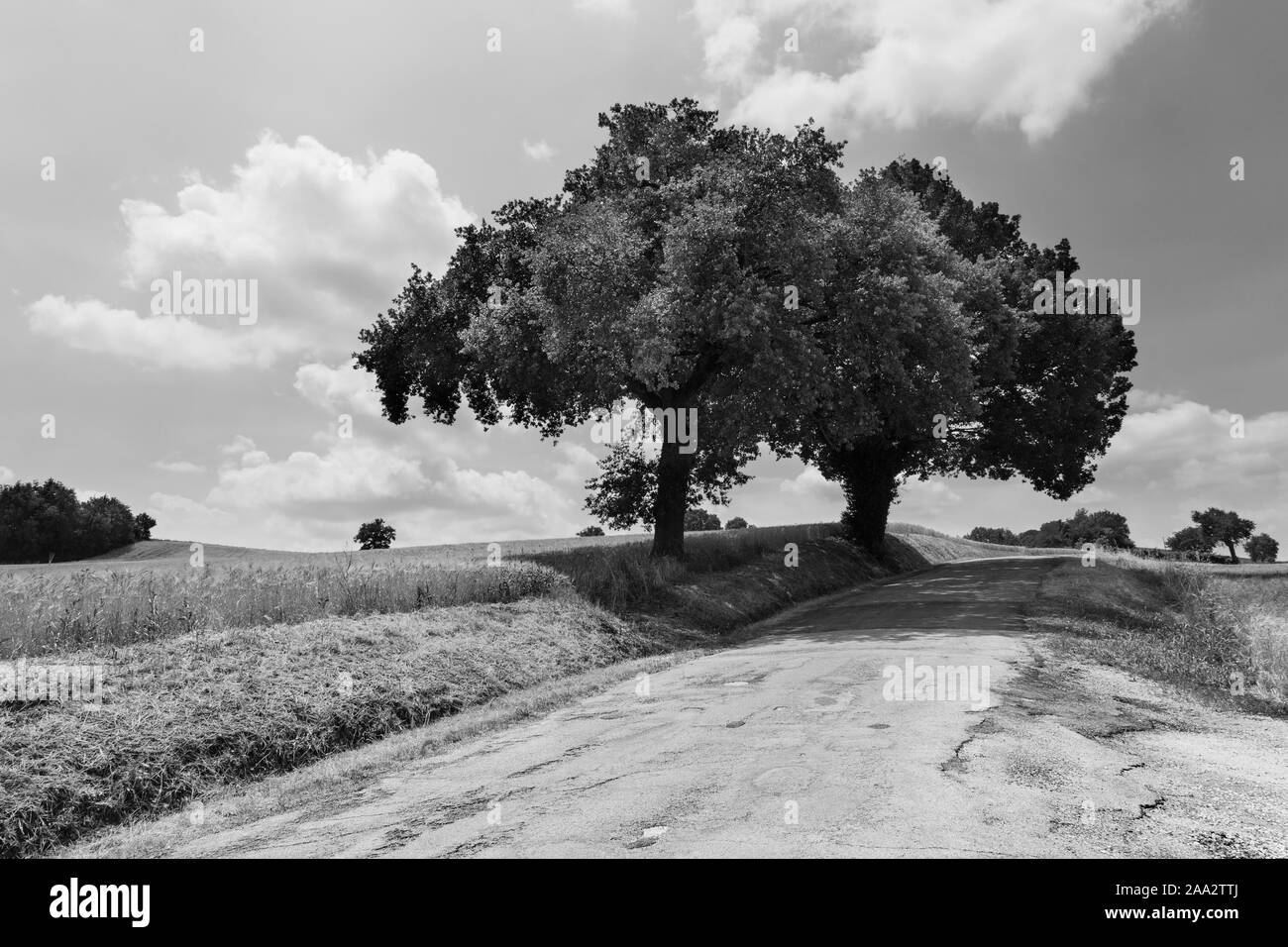 Rural landscape in black and white, country road and trees Stock Photo ...