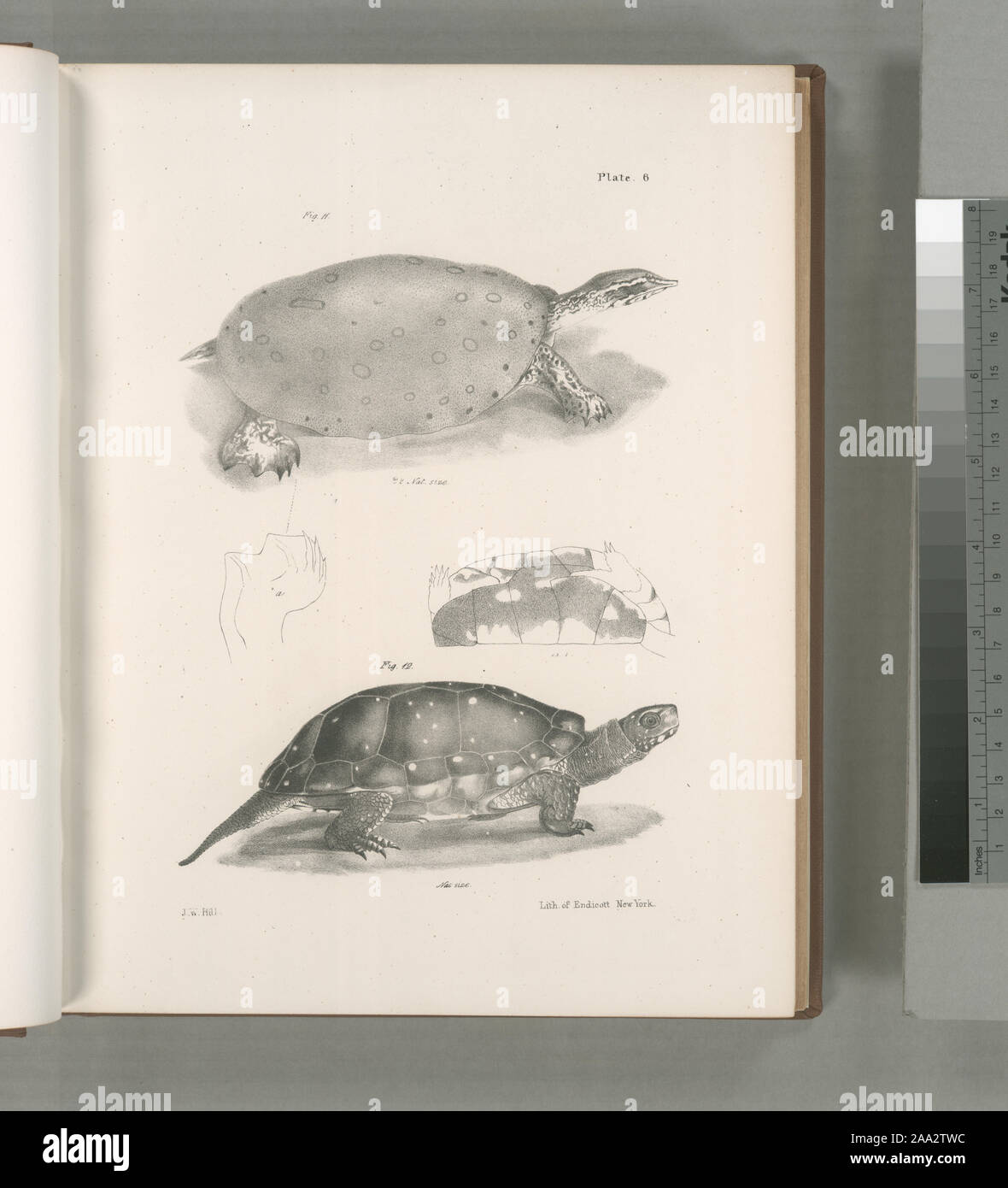 11. The Soft-shelled Turtle (Trionyx ferox). 12. The Spotted Tortoise ...