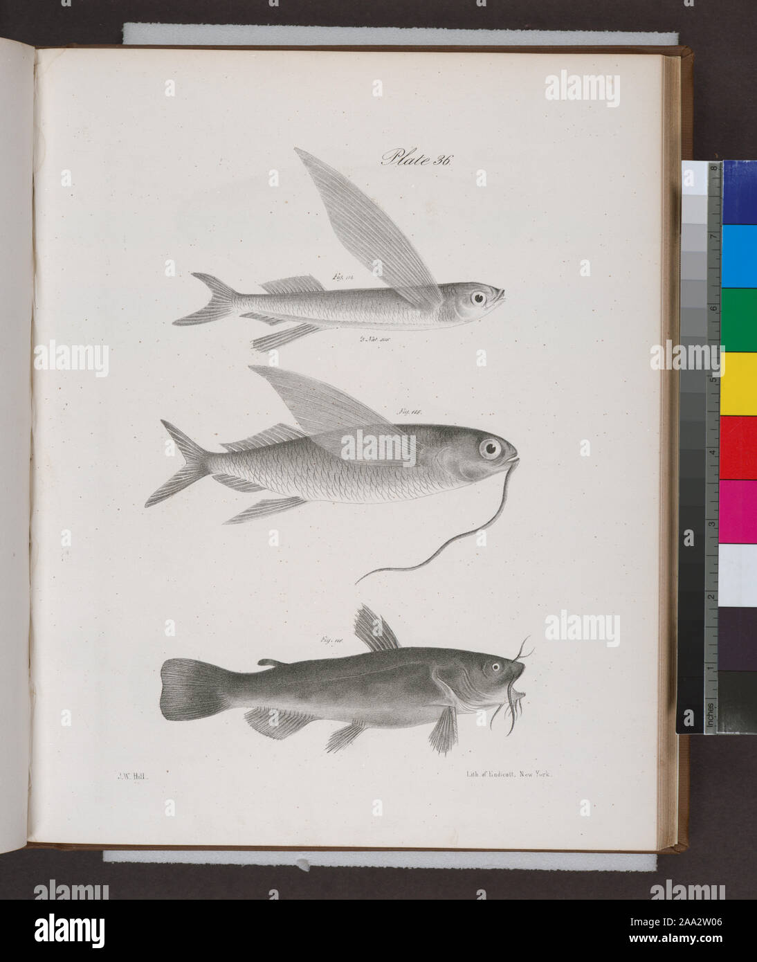 Bearded catfish hi-res stock photography and images - Alamy