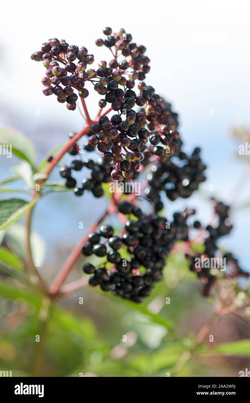 Sambucus ebulus,Attich,Zwergholunder,Zwerg-Holunder,Danewort, Dwarf ...