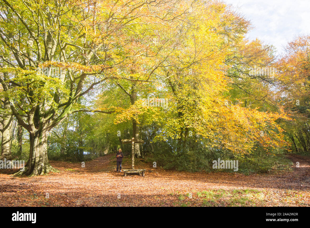 Woman Beside Trees High Resolution Stock Photography and Images - Alamy