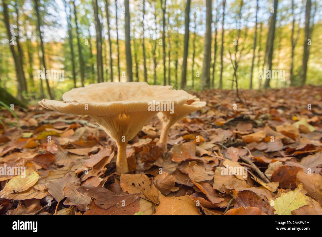 Toadstool shape hi-res stock photography and images - Alamy