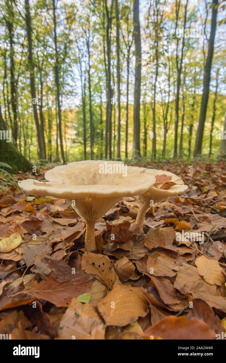 two Trooping Funnel toadstools in deciduous beech woodland, Clitocybe ...