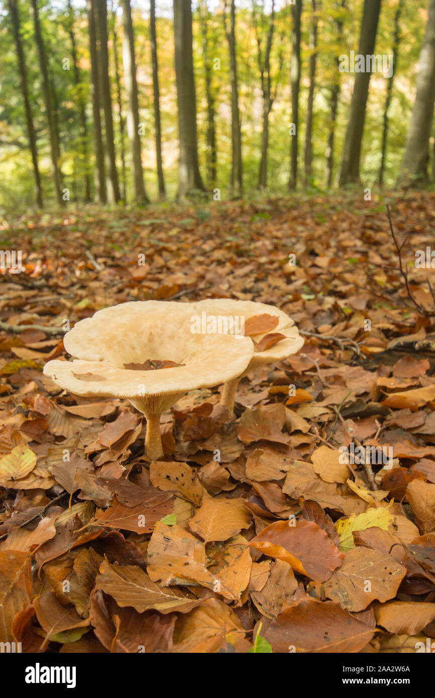 Woodland toadstools hi-res stock photography and images - Alamy