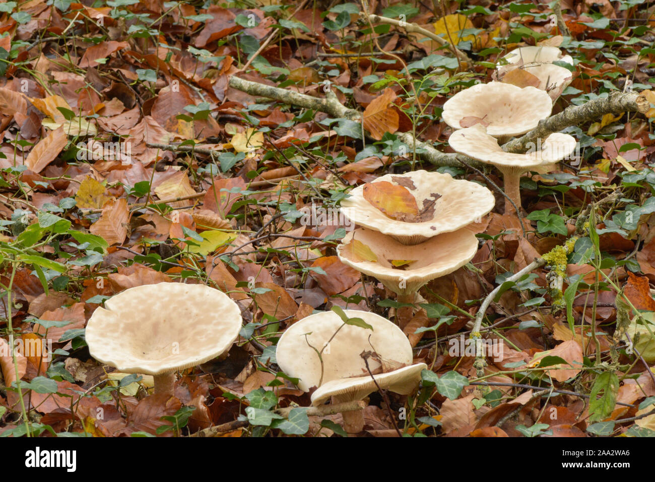 toadstools, Trooping Funnel, Clitocybe geotropa, several in a group and ...
