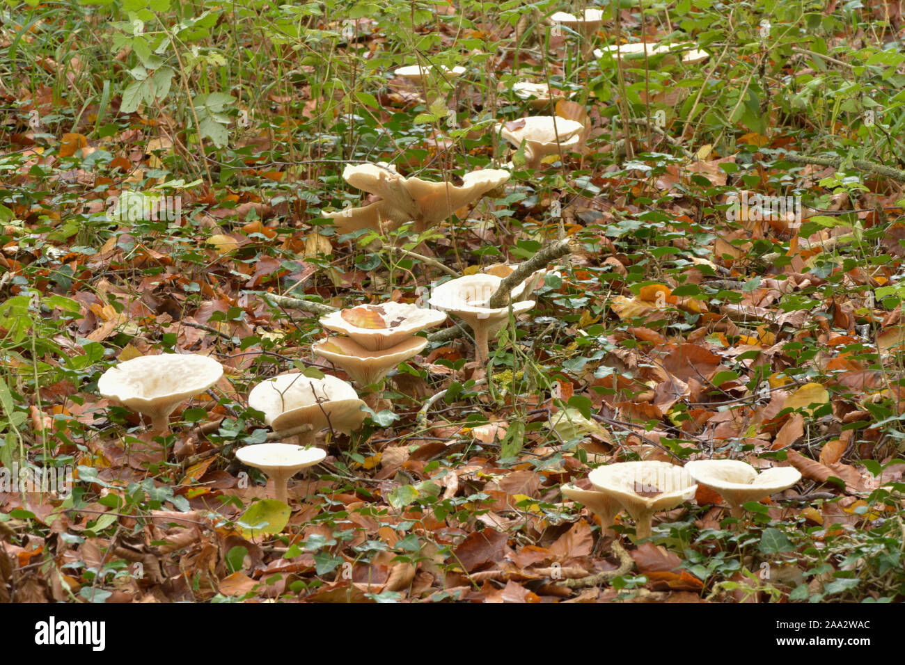 toadstools, Trooping Funnel, Clitocybe geotropa, several in a group and ...