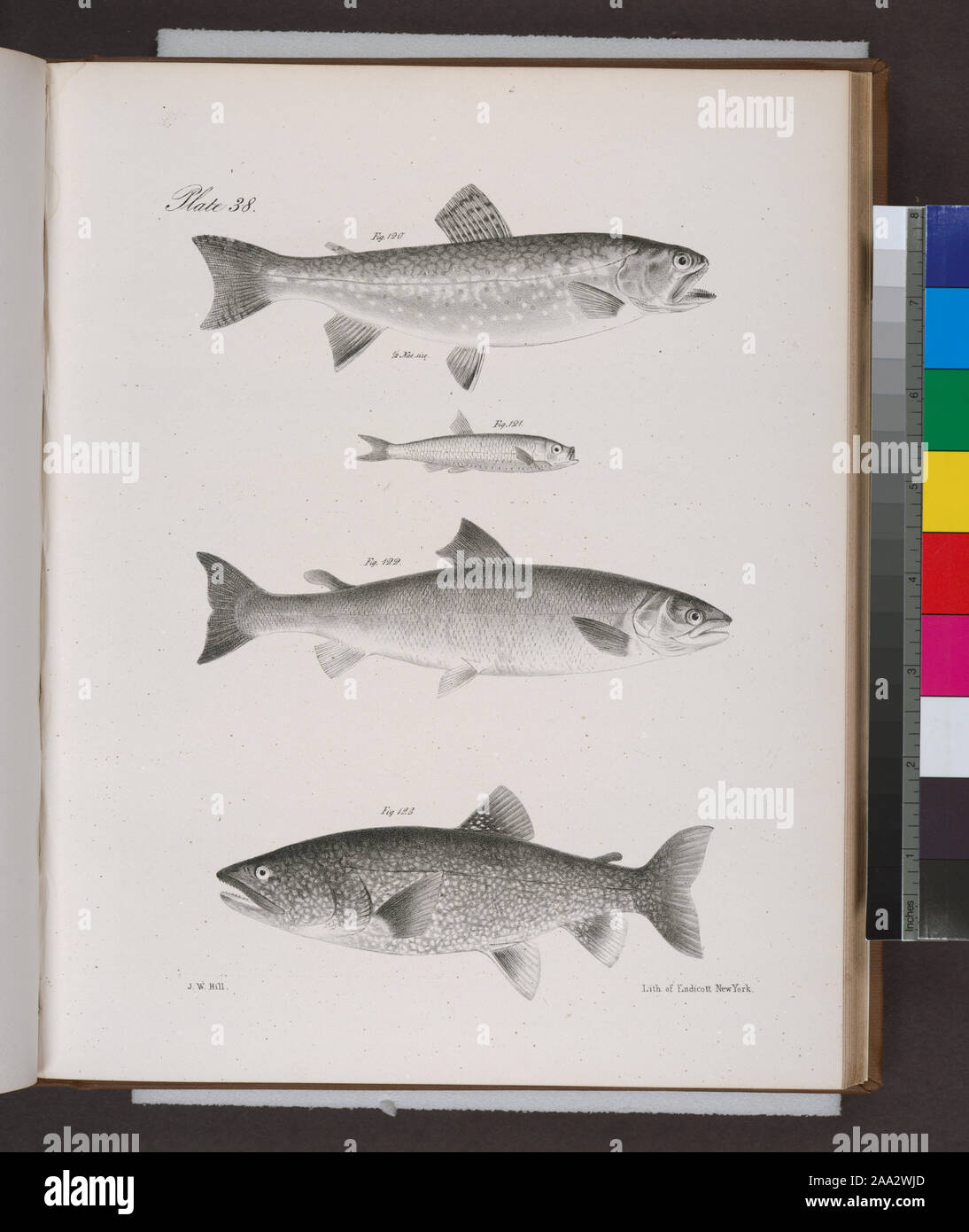 120. The Brook Trout (Salmo fontinalis). 121. The Argentine (Scopelus ...