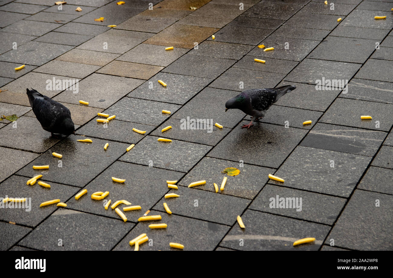 Pigeons eating fries hi-res stock photography and images - Alamy