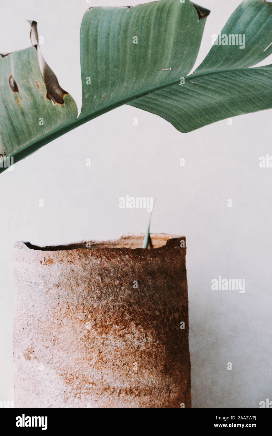 Plant palm pot hi-res stock photography and images - Alamy