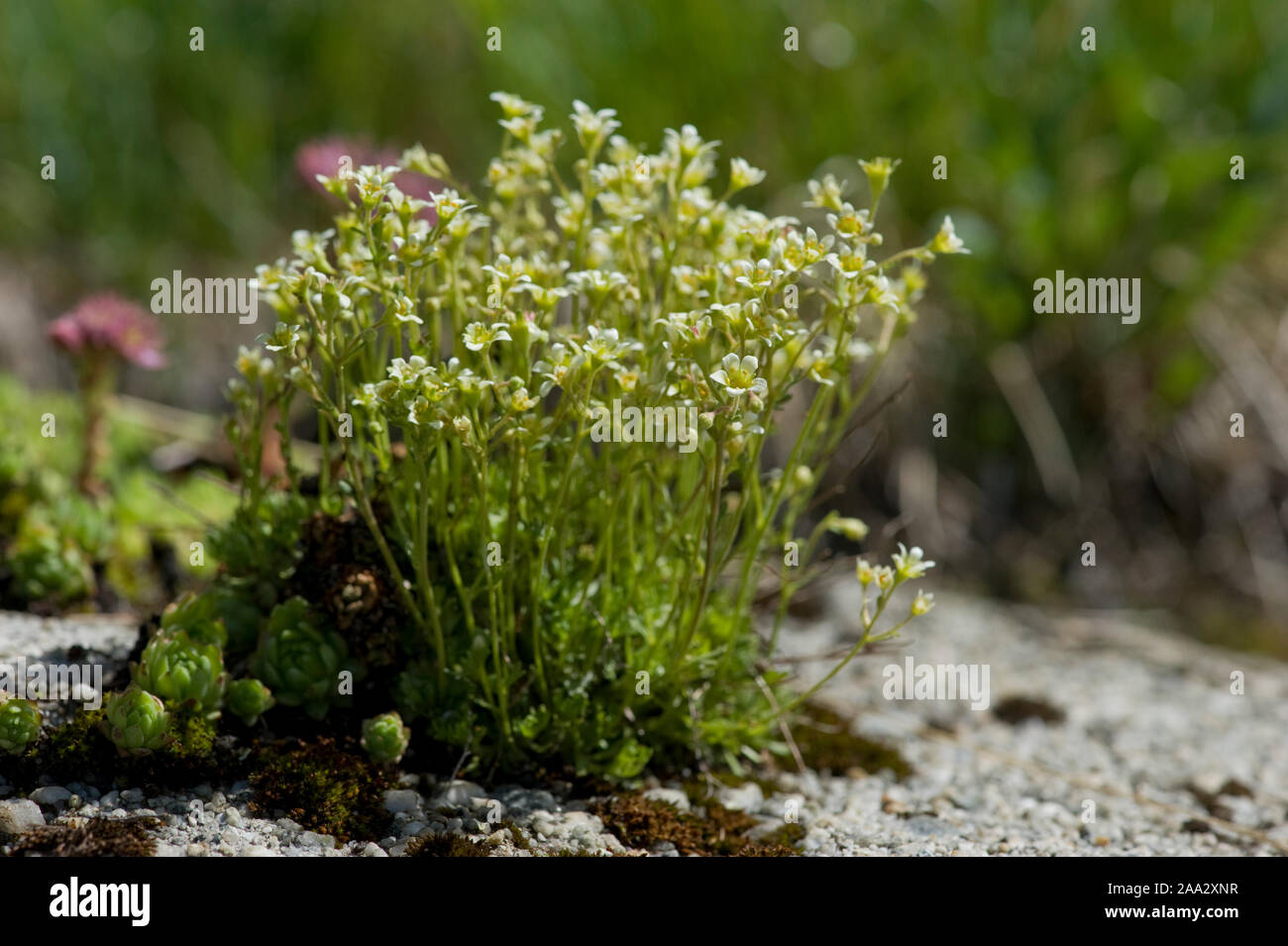 Furchen hi-res stock photography and images - Alamy