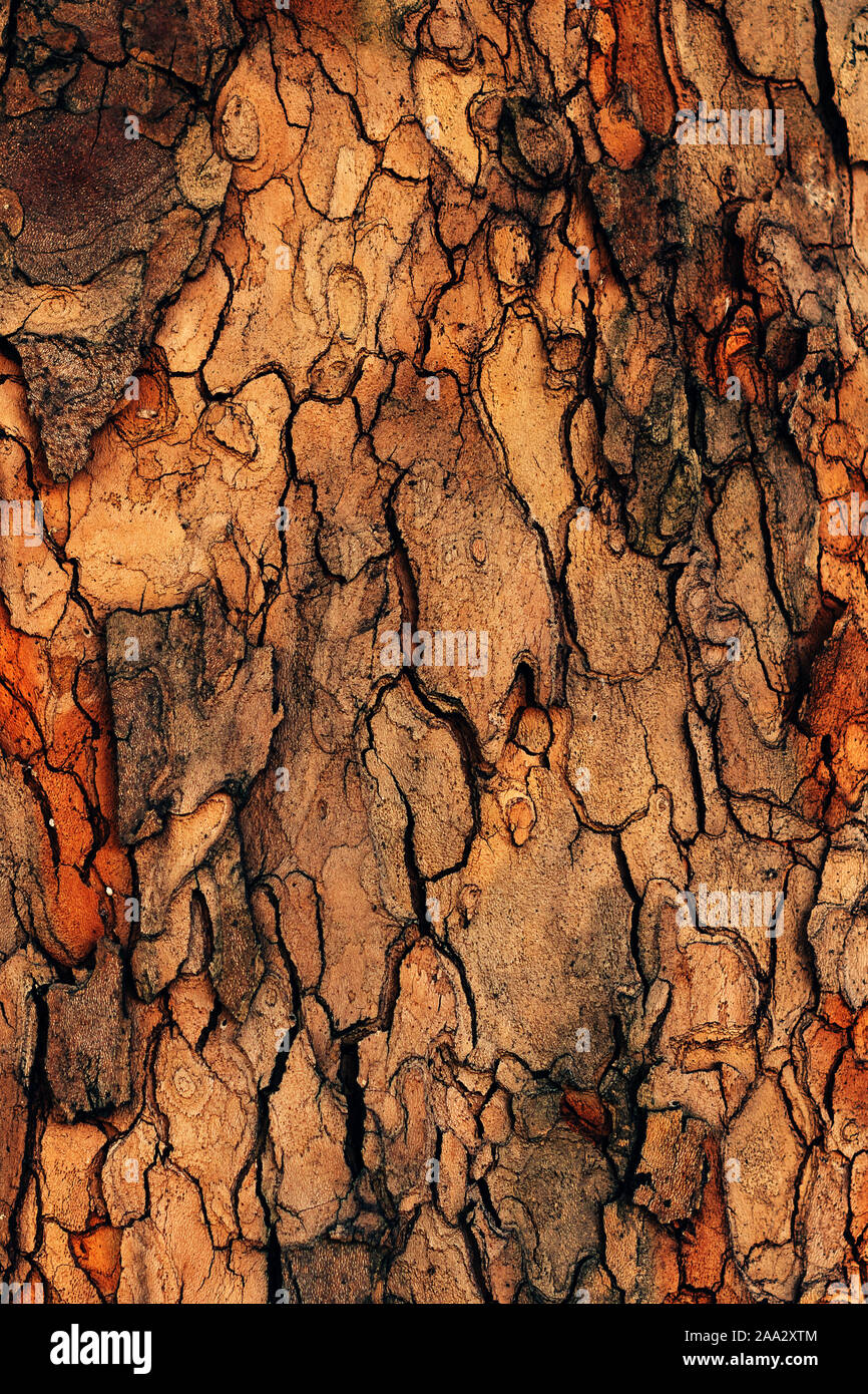 Maple tree bark texture, wood crust as background Stock Photo - Alamy