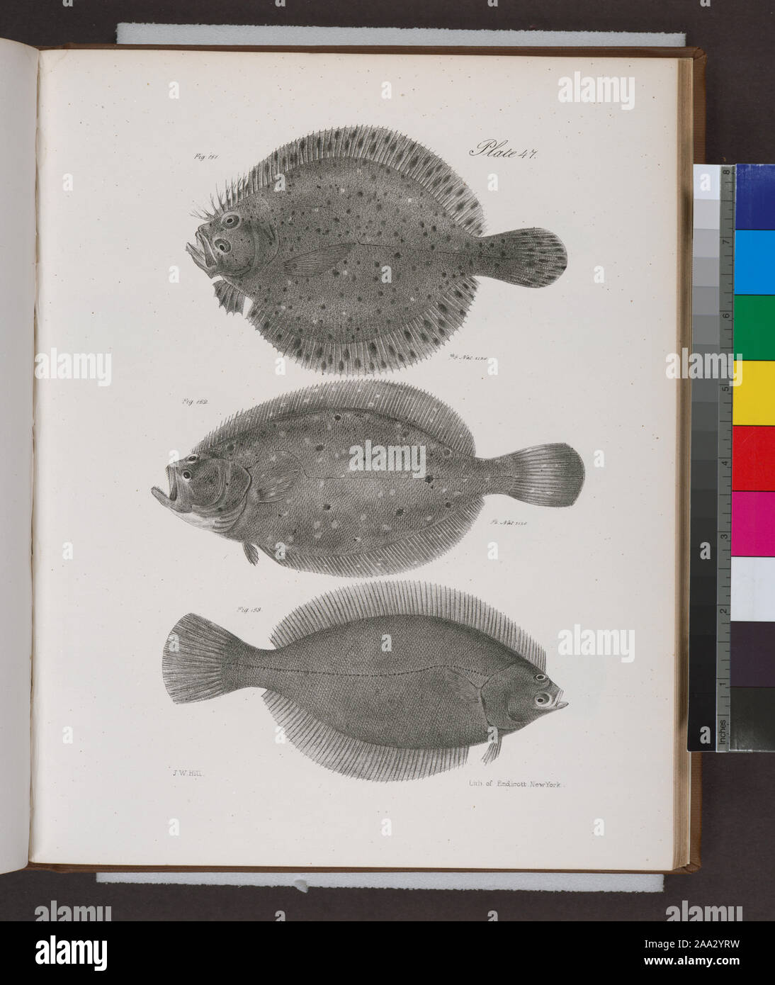 153 fish hi-res stock photography and images - Alamy