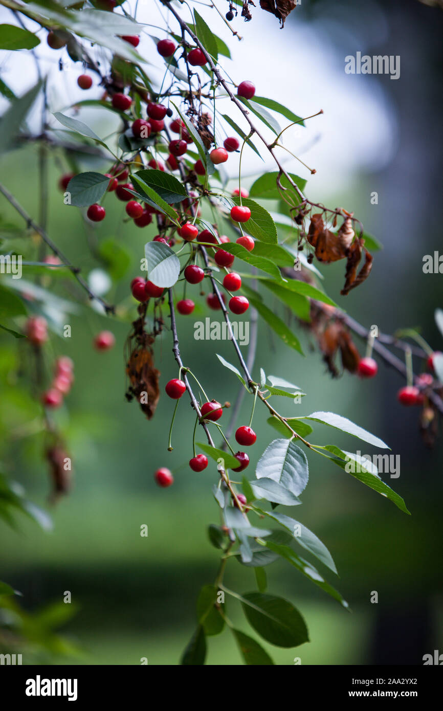 Rowan tree, a tree with little red berries on it Stock Photo - Alamy