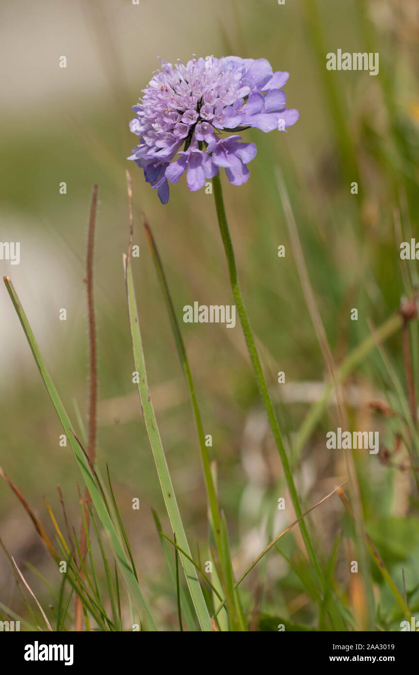 Scabiosa Lucida High Resolution Stock Photography and Images - Alamy