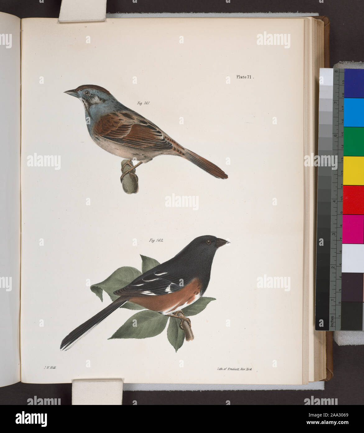 161. The Swamp Finch (Ammodramus palustris). 162. The Chewink (Pipilo ...