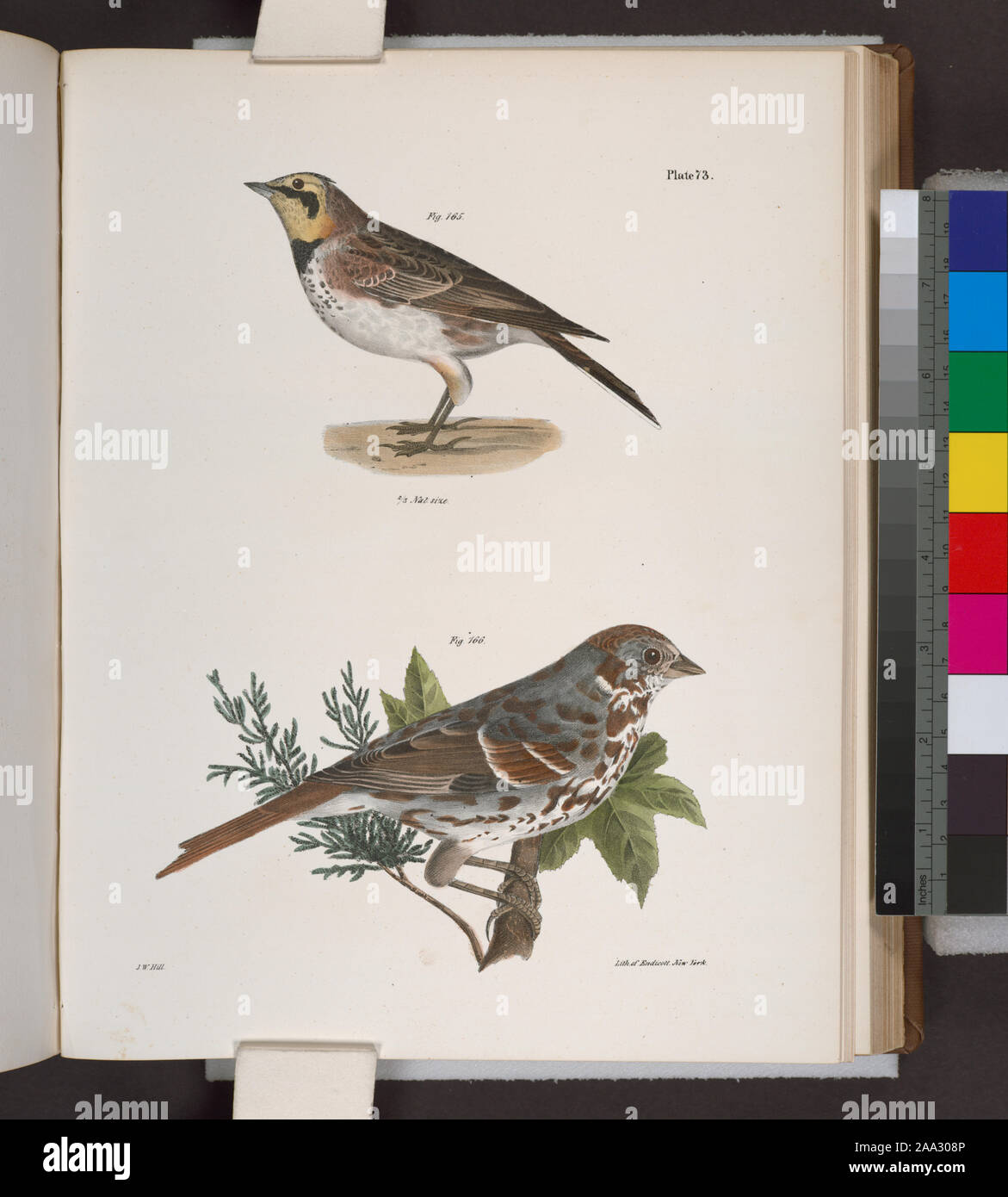 Fox colored sparrow hi-res stock photography and images - Alamy