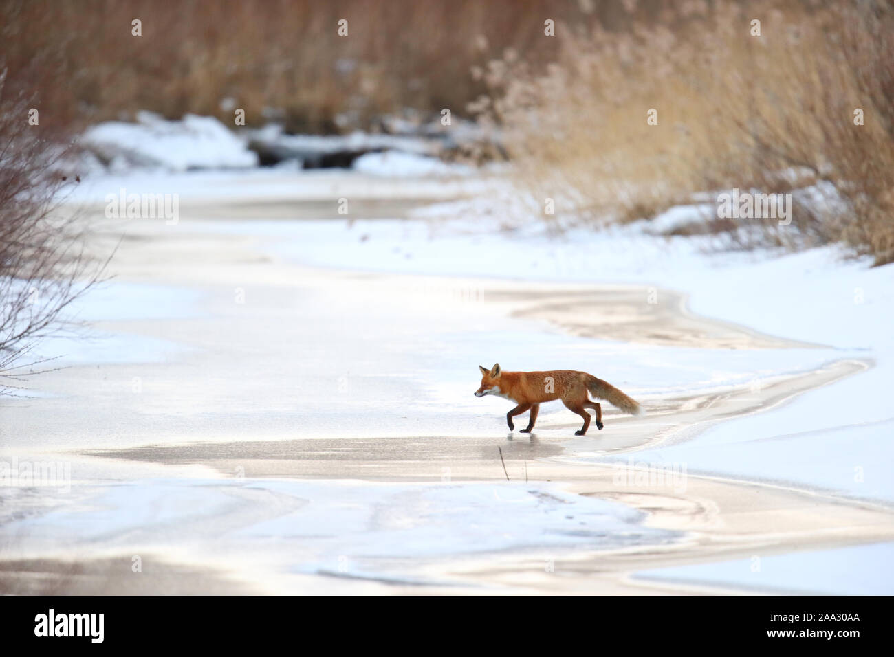 Red Fox (Vulpes vulpes) crossing river on ice. Europe, Estonia Stock ...