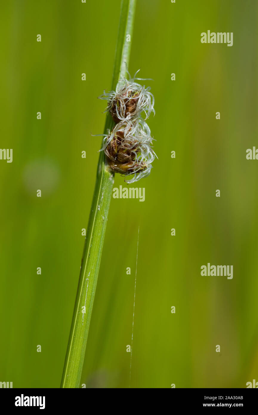 Schoenoplectus triqueter hi-res stock photography and images - Alamy