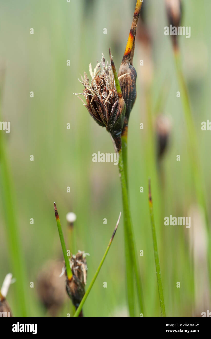Black Bog Rush High Resolution Stock Photography and Images - Alamy
