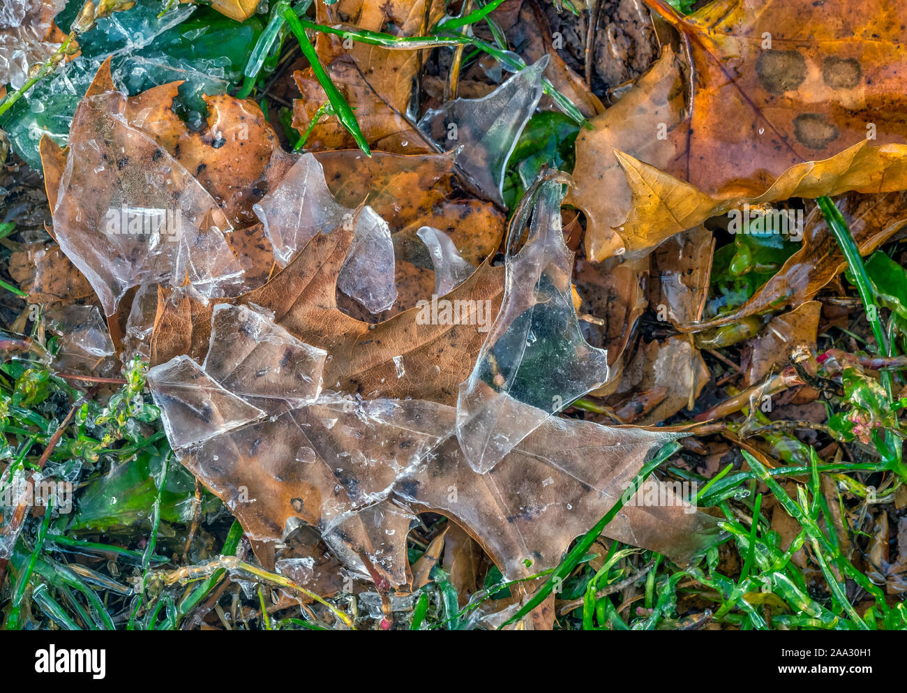 Autumn fall foliage in forest on ground and frozen in ice Stock Photo ...