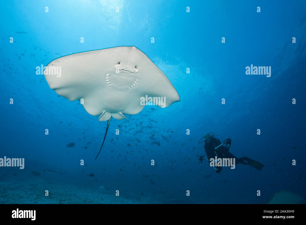 Pink Whipray, Pateobatis fai, North Male Atoll, Indian Ocean, Maldives ...