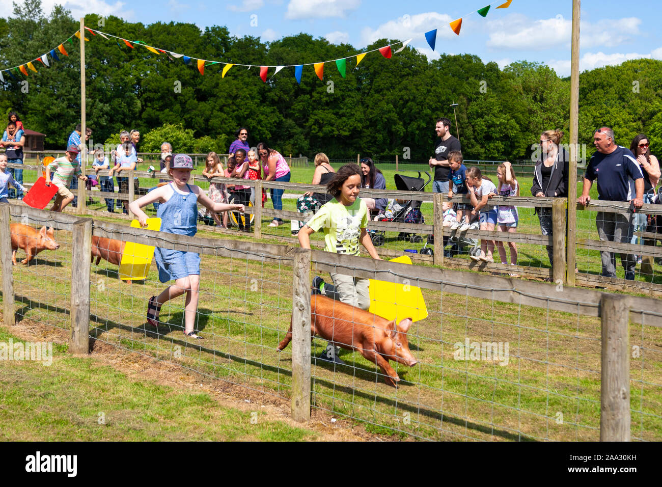 Rare breeds centre, pig race, woodchurch, ashford, kent, uk Stock Photo ...