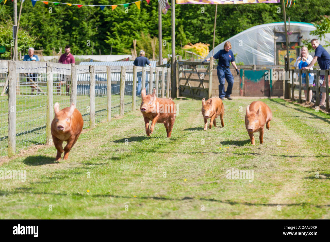 Rare breeds centre, pig race, woodchurch, ashford, kent, uk Stock Photo ...
