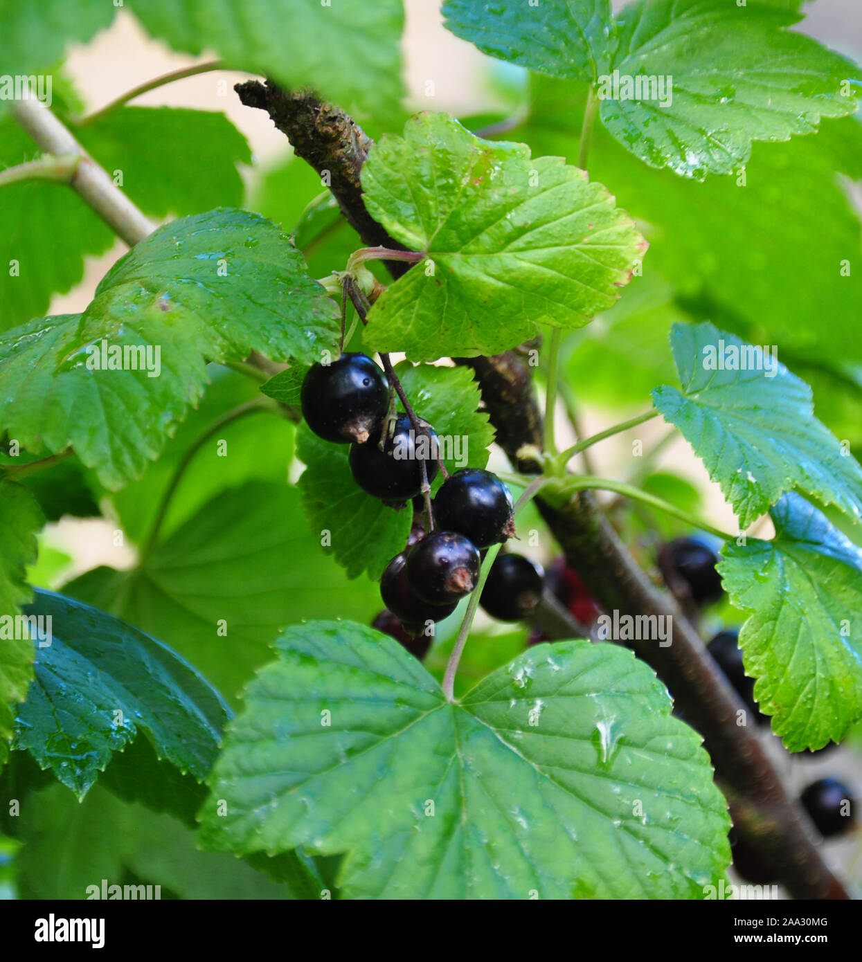 Currants on the bush hi-res stock photography and images - Alamy