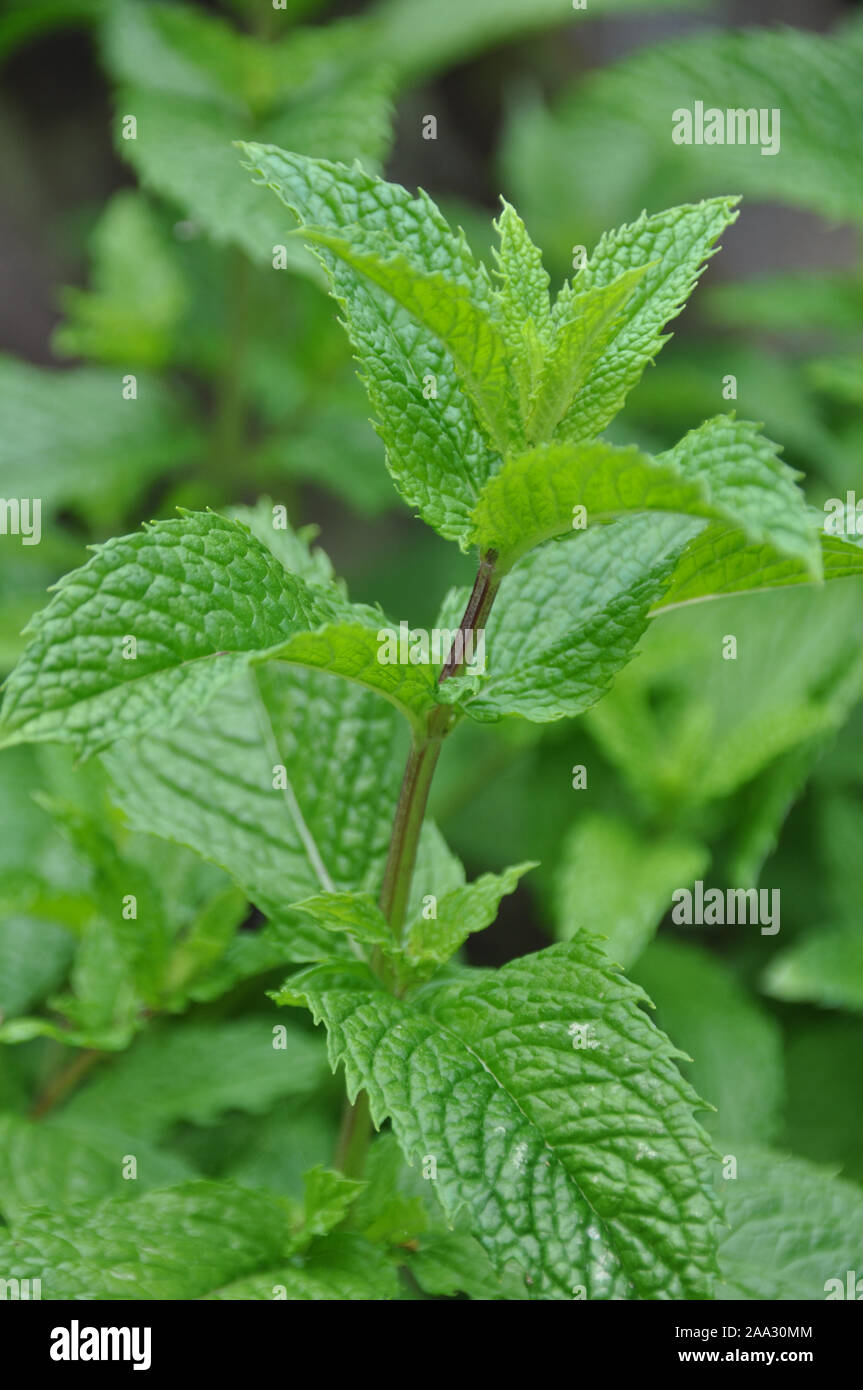Native mint hi-res stock photography and images - Alamy