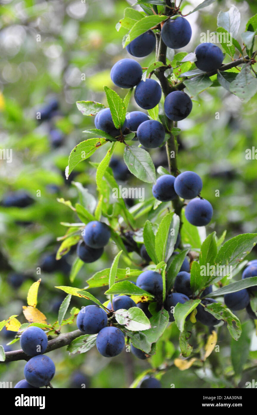 Sloe gin making hi-res stock photography and images - Alamy