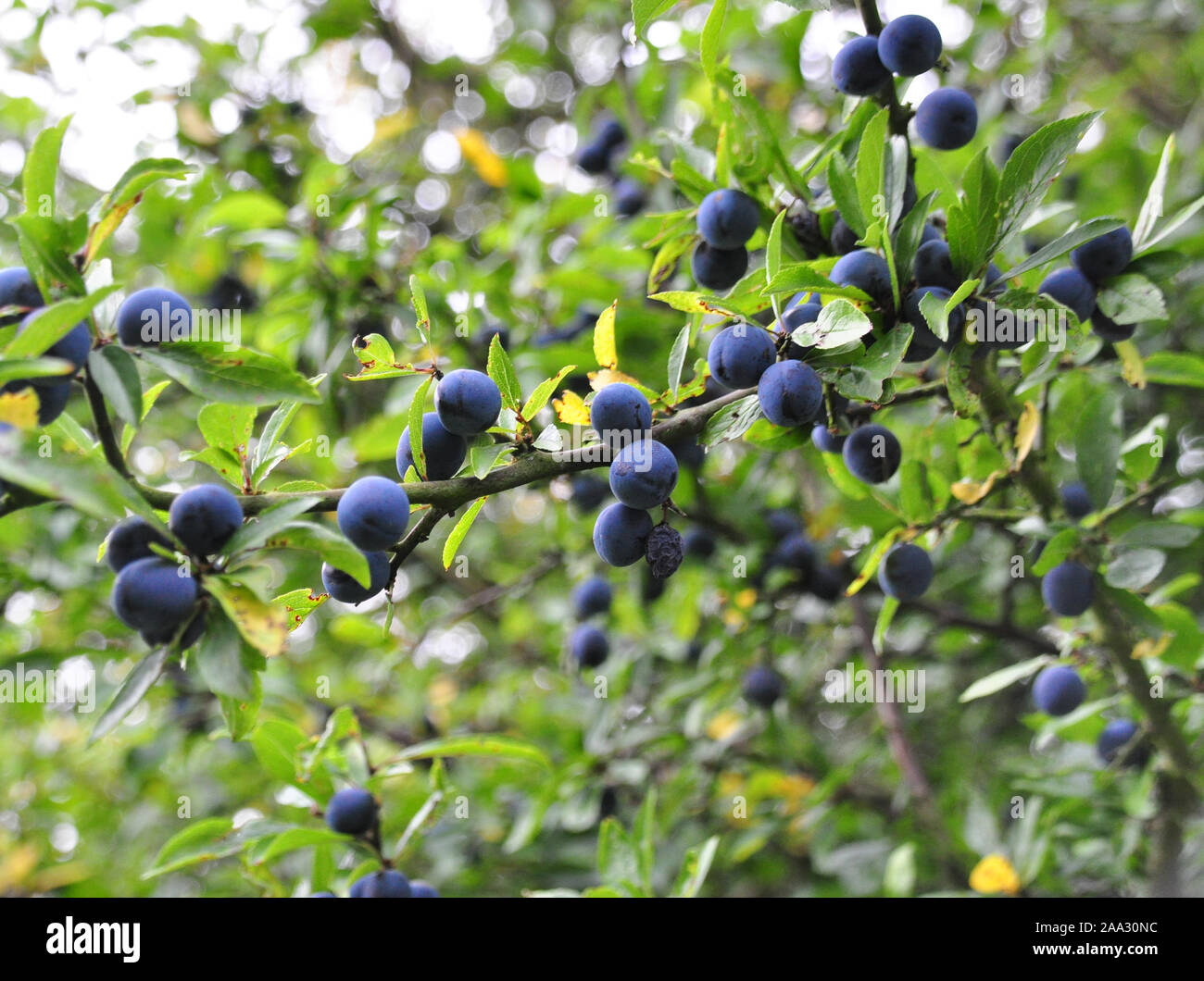 Berries with sloe gin hi-res stock photography and images - Alamy