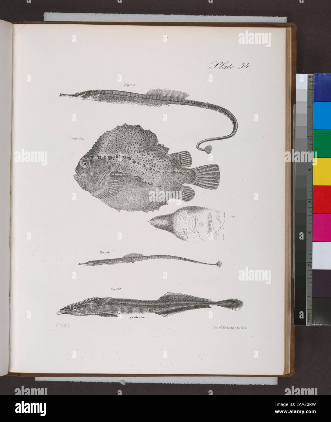 174. The Banded Pipe-fish (Syngnathus fasciatus). 175. The Lump-fish ...