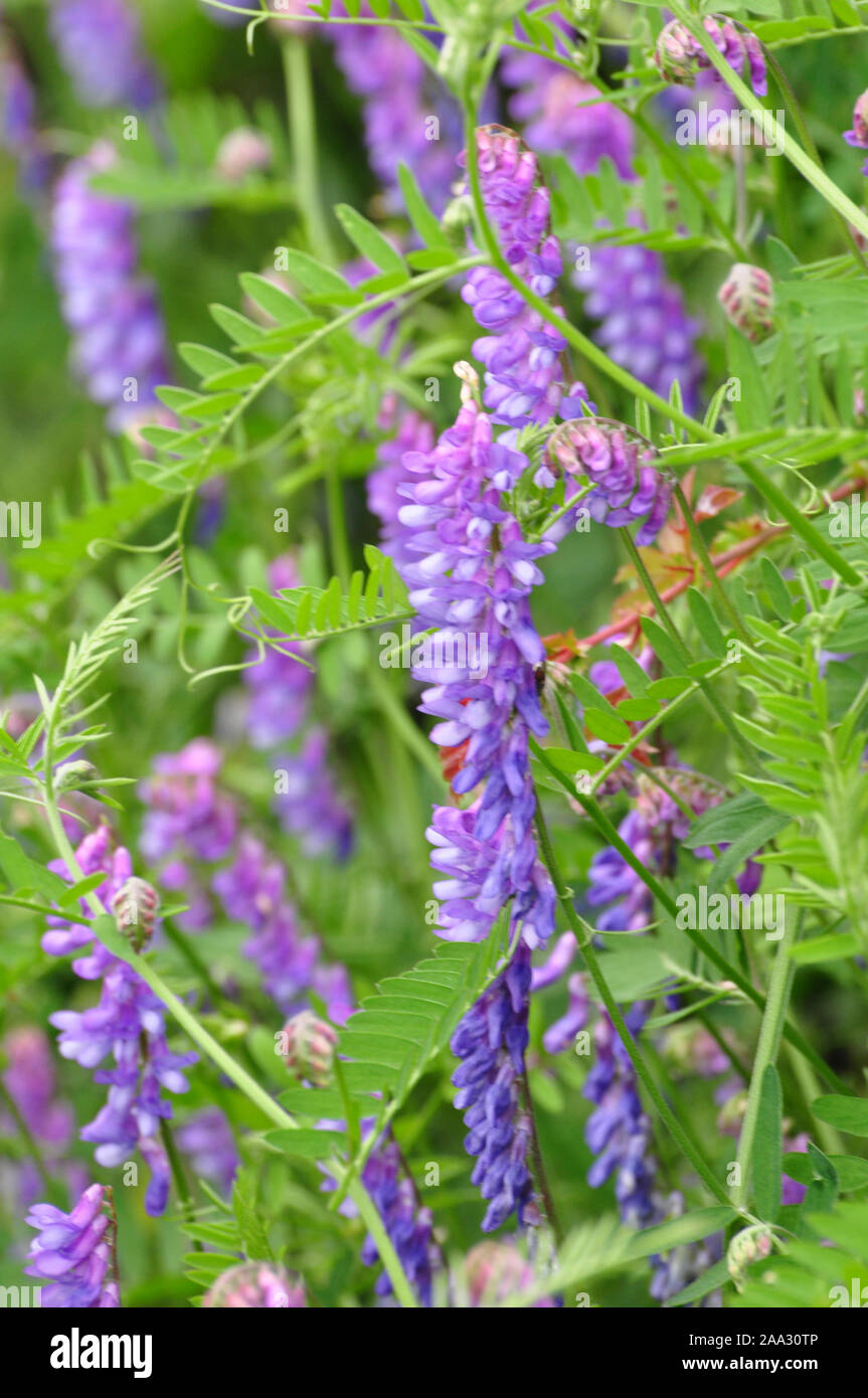 Perennial vetch hi-res stock photography and images - Alamy