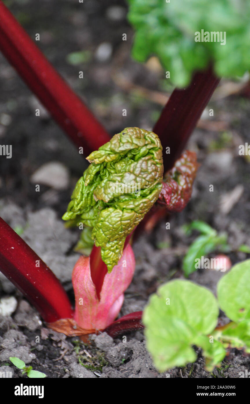 Rhubarb Spring growth Stock Photo - Alamy