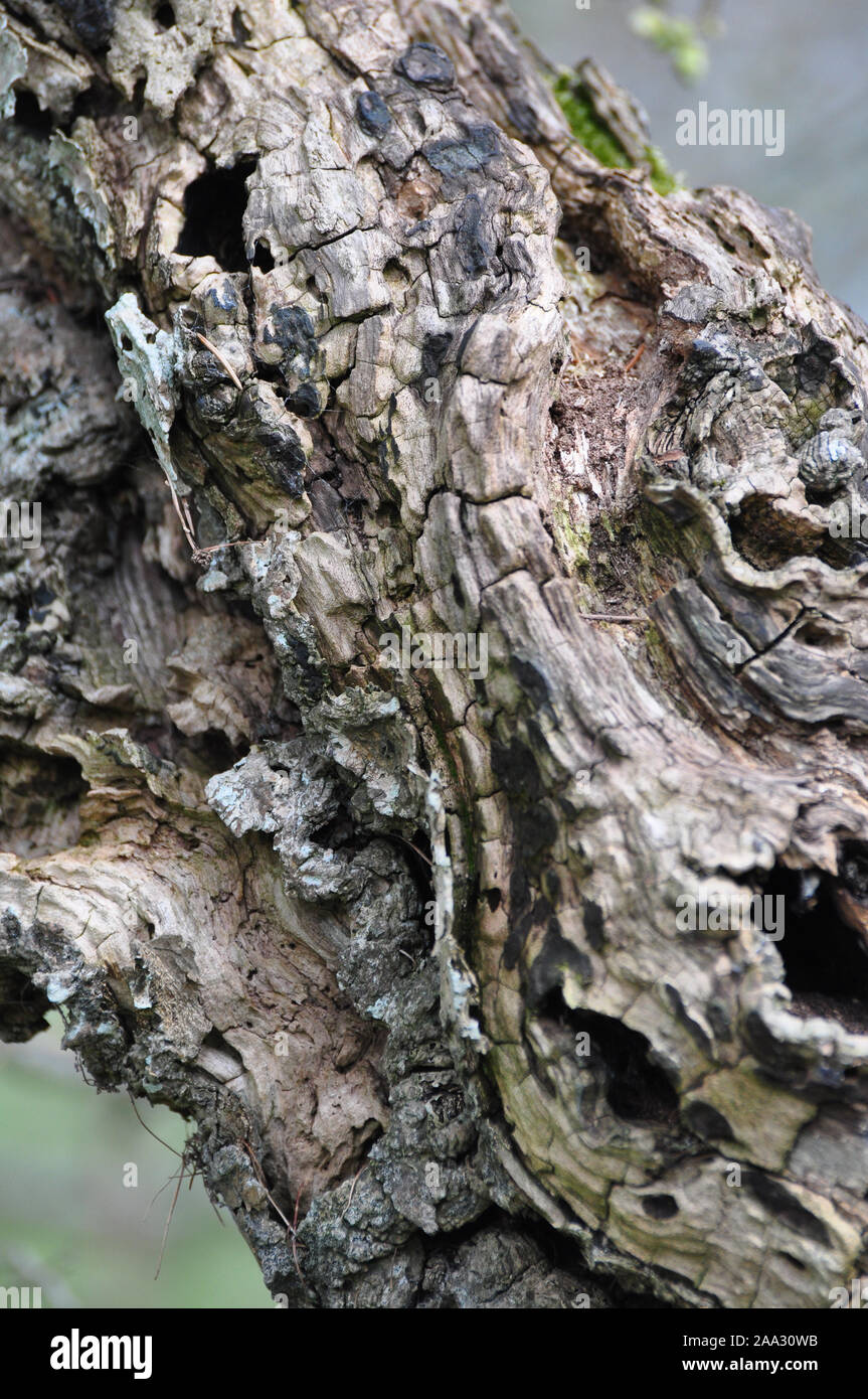 Rotten tree branch Stock Photo - Alamy
