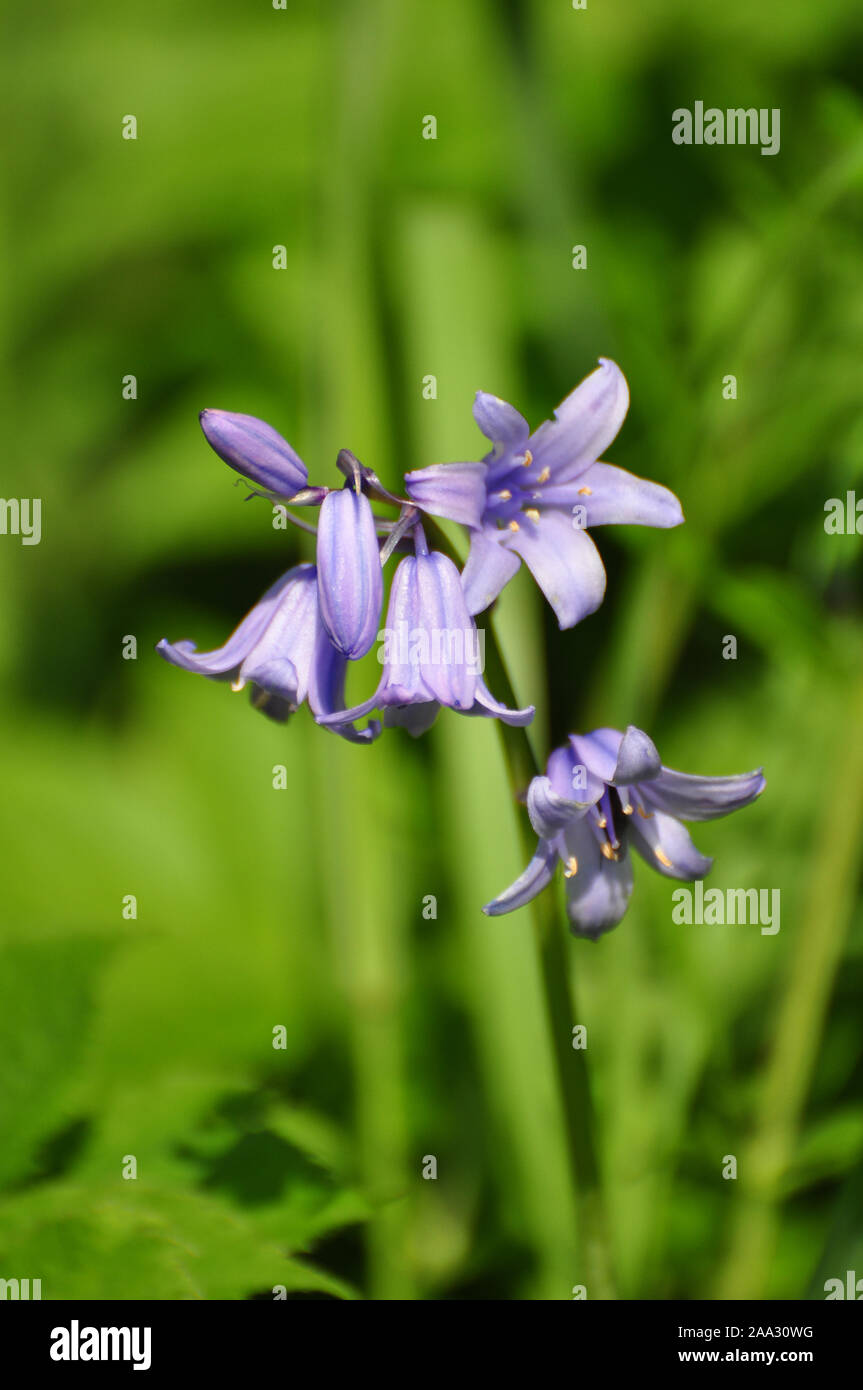 Single Bluebell stalk Stock Photo - Alamy