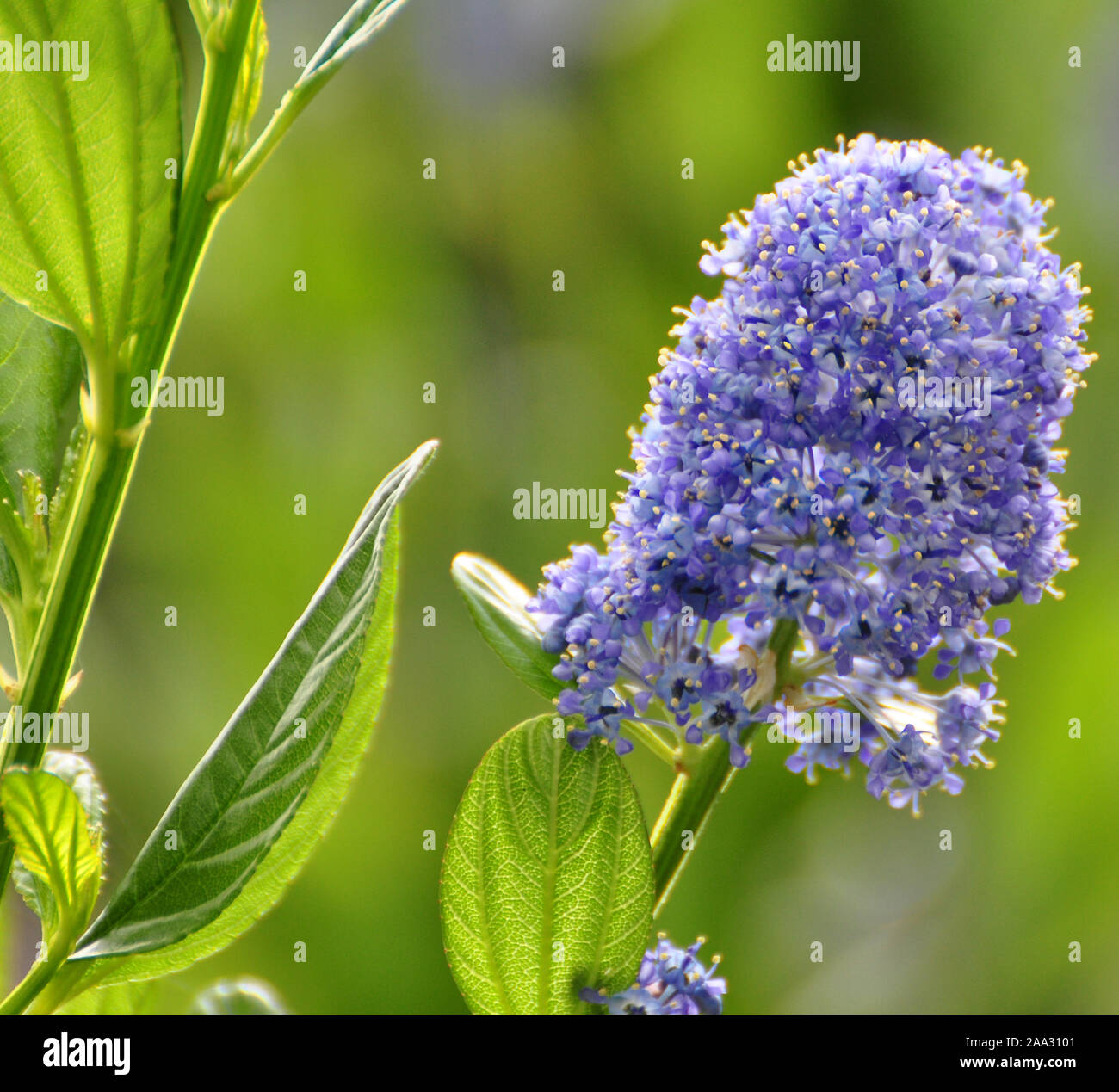 Ceanothus blue hi-res stock photography and images - Alamy