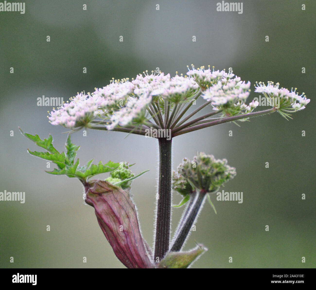Hogweed Flowers High Resolution Stock Photography and Images - Alamy