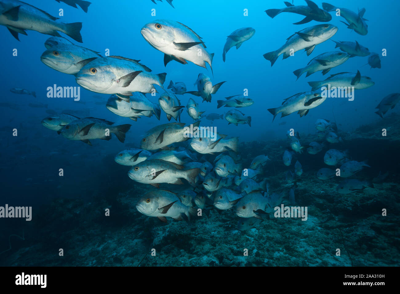 Shoal of Black Snapper, Macolor niger, South Male Atoll, Indian Ocean ...