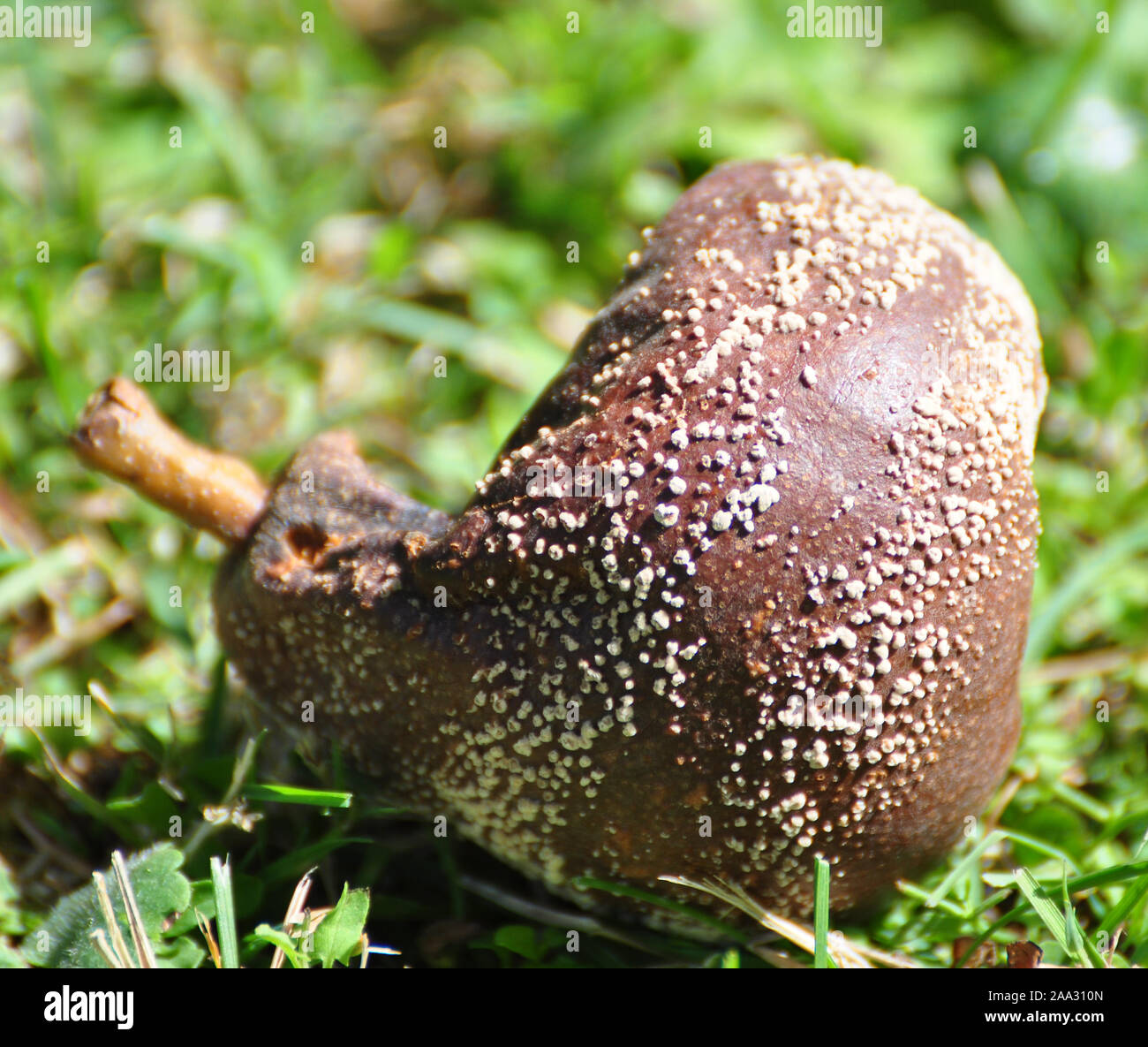 Fungus on rotting pear Stock Photo - Alamy