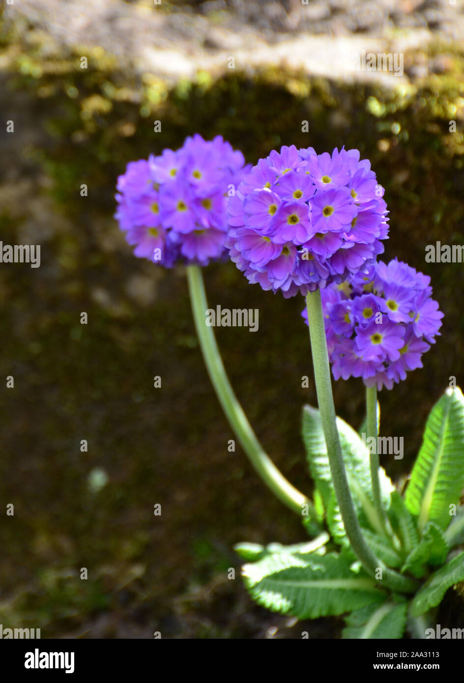 Primula denticulata Stock Photo - Alamy