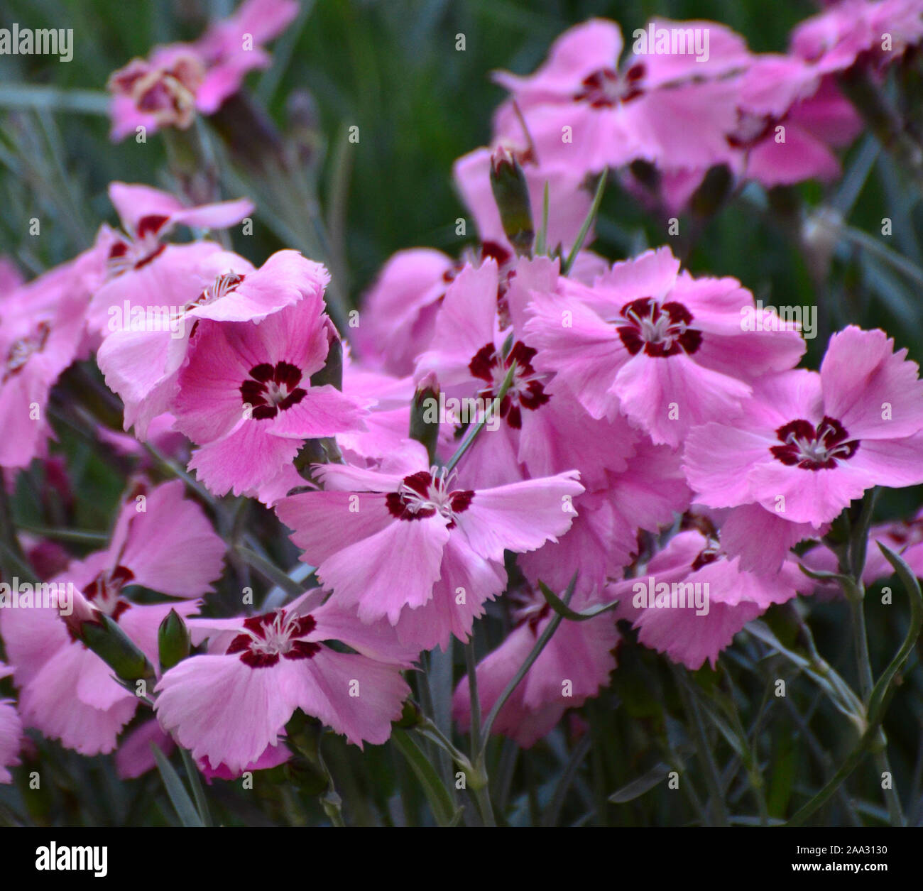 Cottage Pink Dianthus High Resolution Stock Photography and Images - Alamy