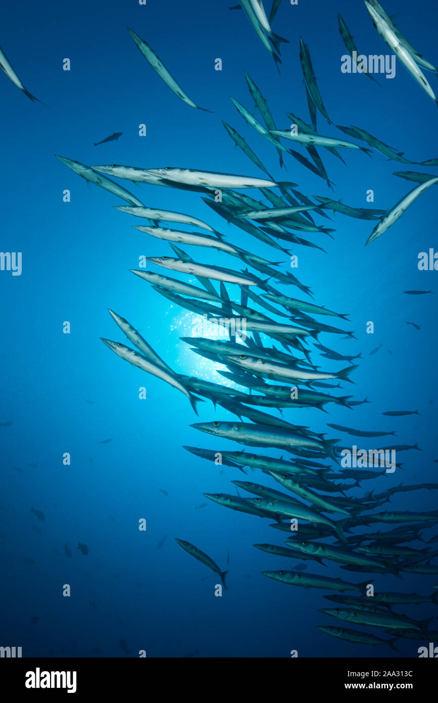 Shoal of Blackspot Barracuda, Sphyraena forsteri, Felidhu Atoll, Indian ...