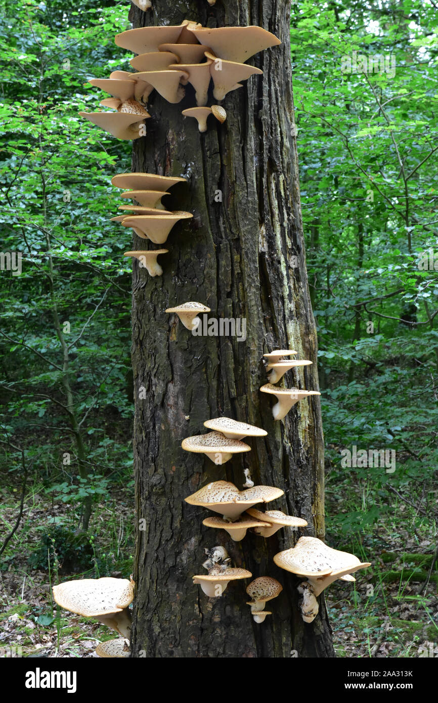 Fungus dead tree hi-res stock photography and images - Alamy