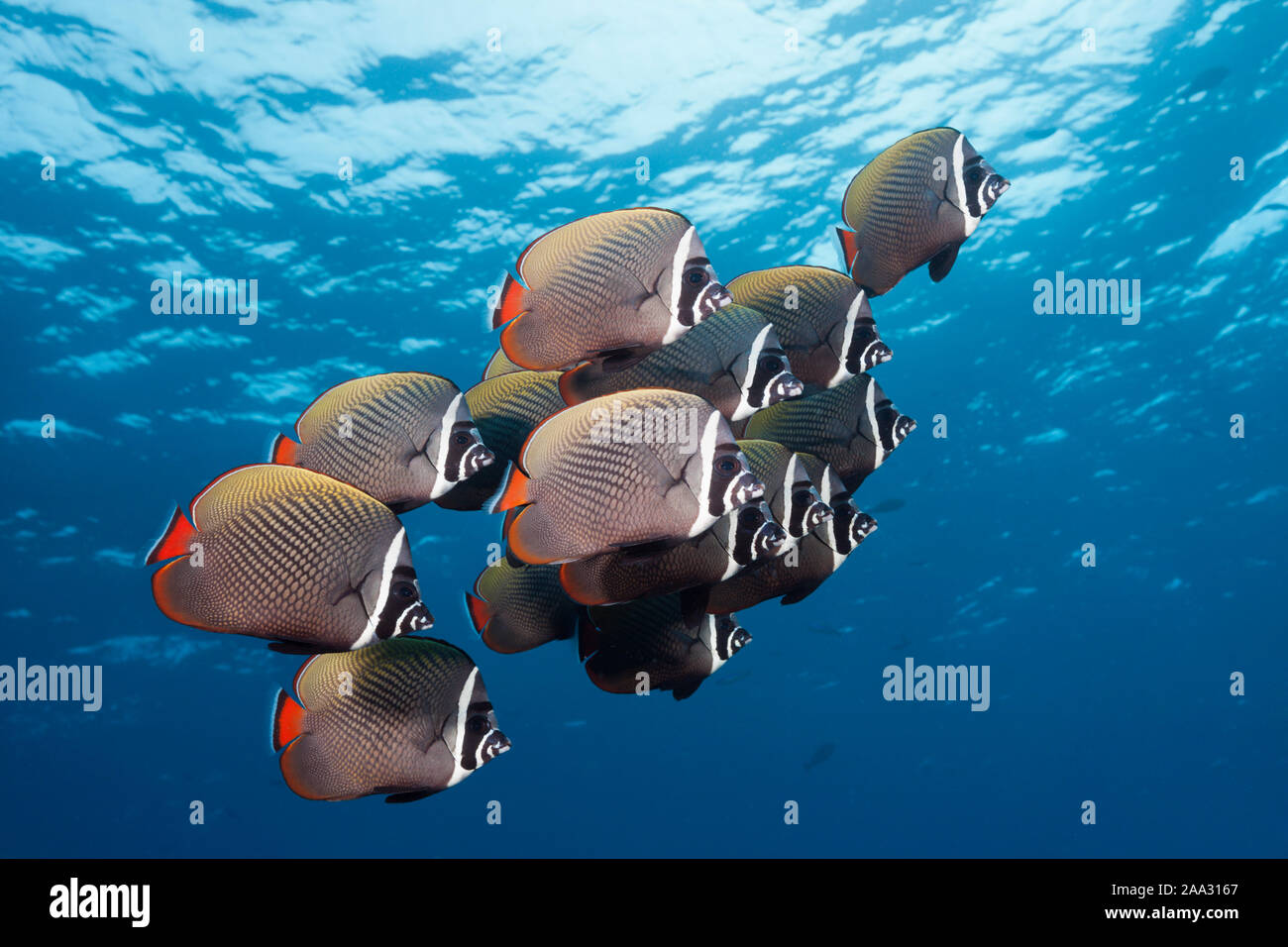 Shoal Redtail Butterfyfish, Chaetodon collare, Felidhu Atoll, Indian ...