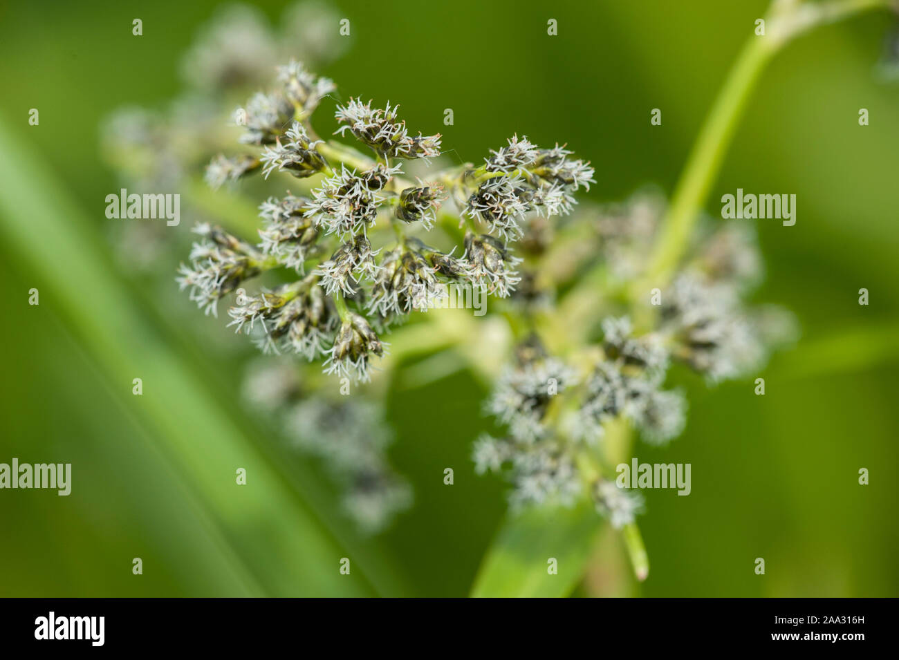 Scirpus sylvaticus,Wald-Simse,Wald-Binse,Wood Club-Rush Stock Photo - Alamy
