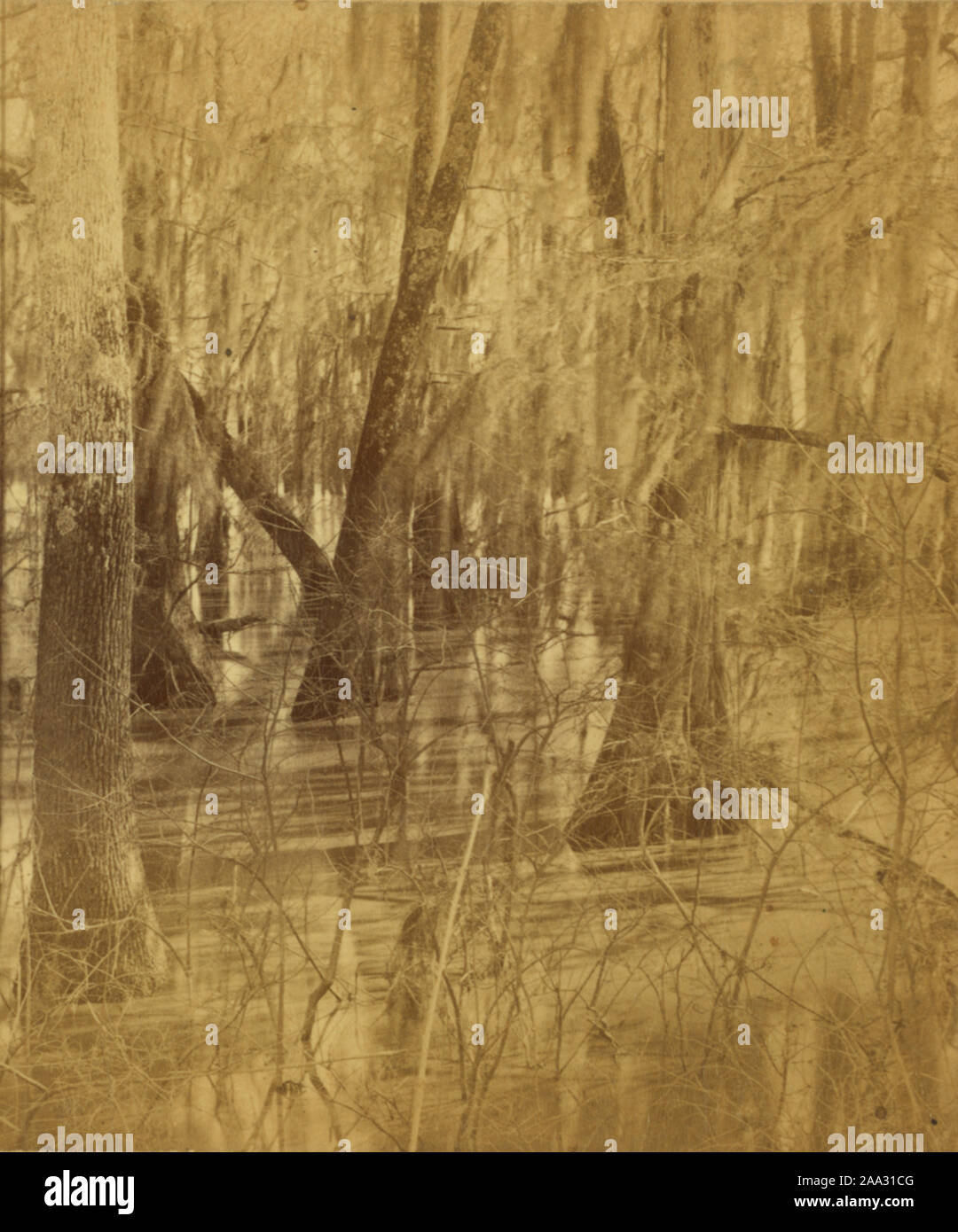 Swampy and marshy habitats hi-res stock photography and images - Alamy