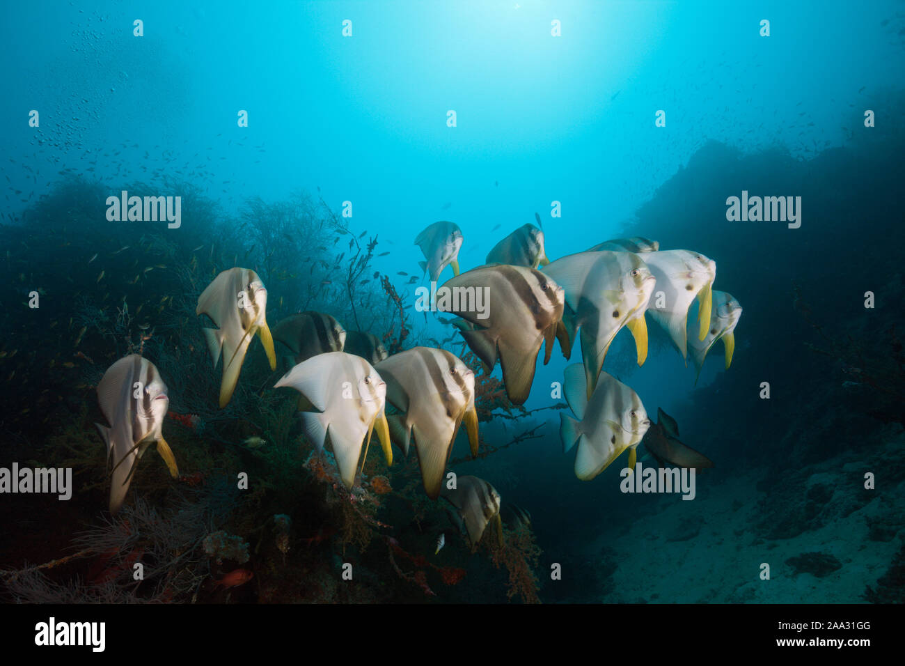 Spade fish hi-res stock photography and images - Alamy