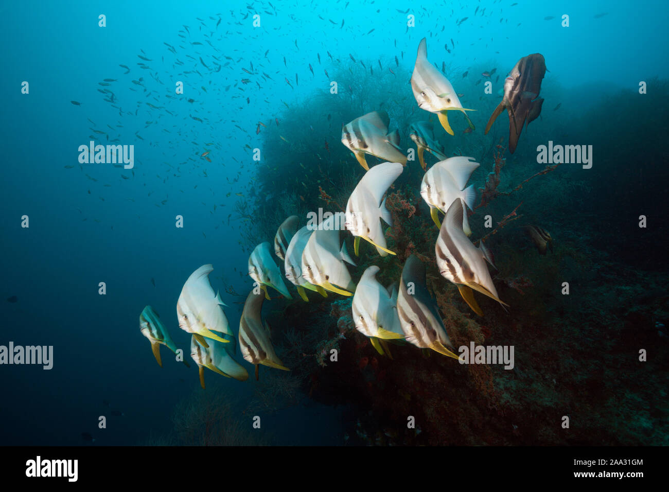 Spade fish hi-res stock photography and images - Alamy